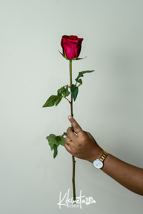 Madam Red Rose Variety - Kikwetu Flowers
