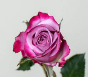 Our Premium Kenyan Roses - Kikwetu Flowers