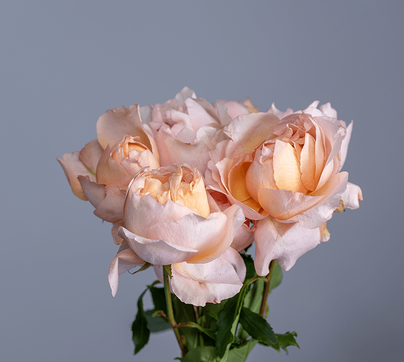 Julietta Honey Roses - Kikwetu Flowers