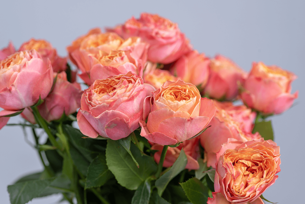 Our Premium Kenyan Roses - Kikwetu Flowers