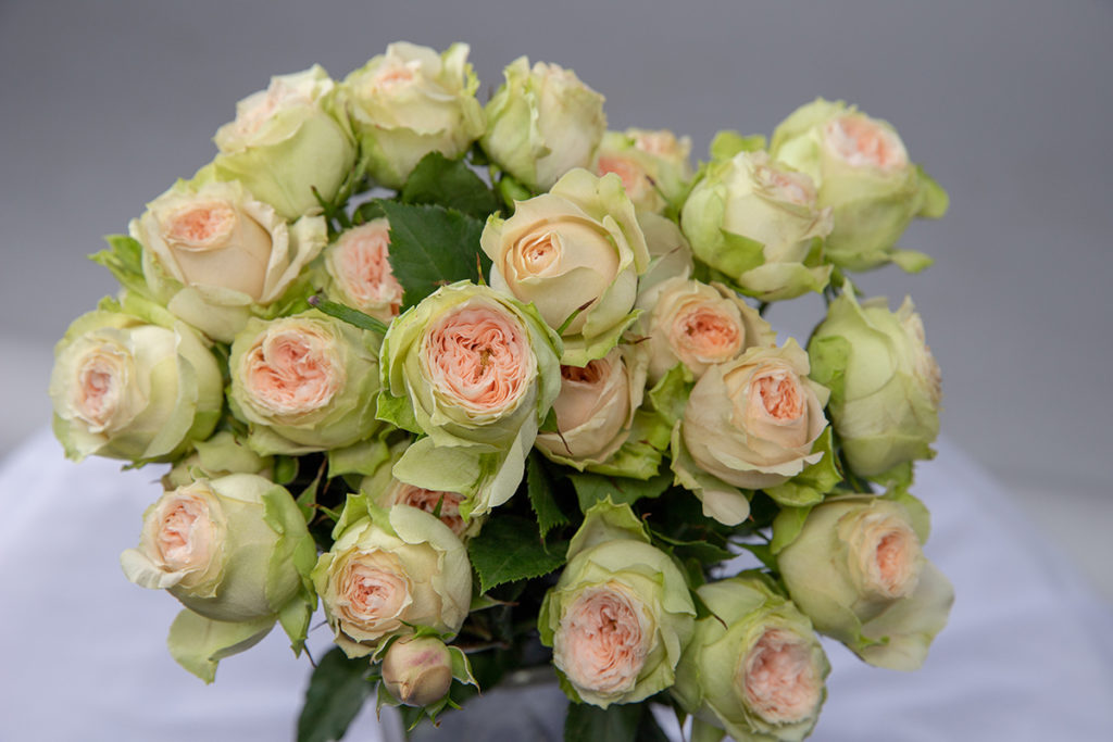 Our Premium Kenyan Roses - Kikwetu Flowers