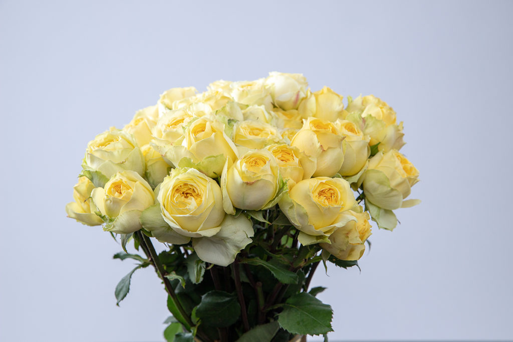 Our Premium Kenyan Roses - Kikwetu Flowers