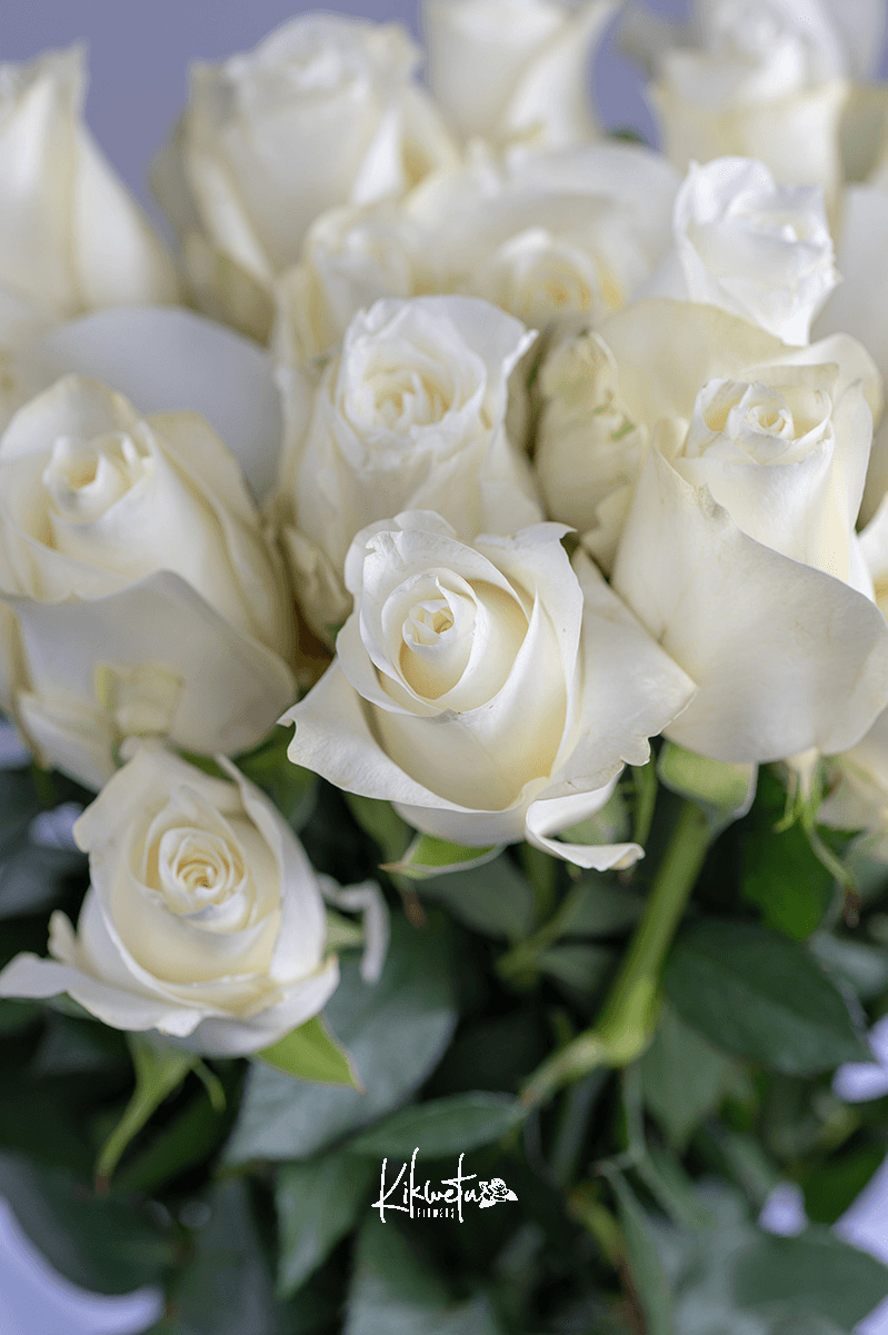 Proud Roses - Kikwetu Flowers