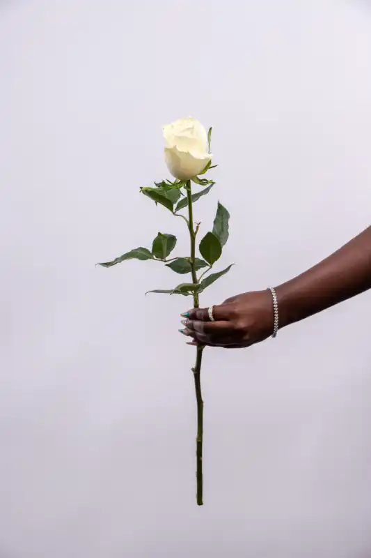 Albatros Rose - Kikwetu Flowers