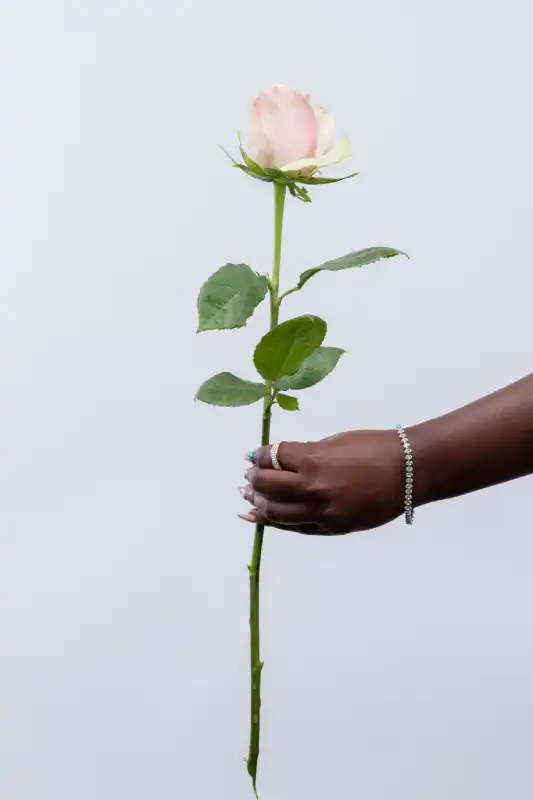 Pink Athena Rose - Kikwetu Flowers