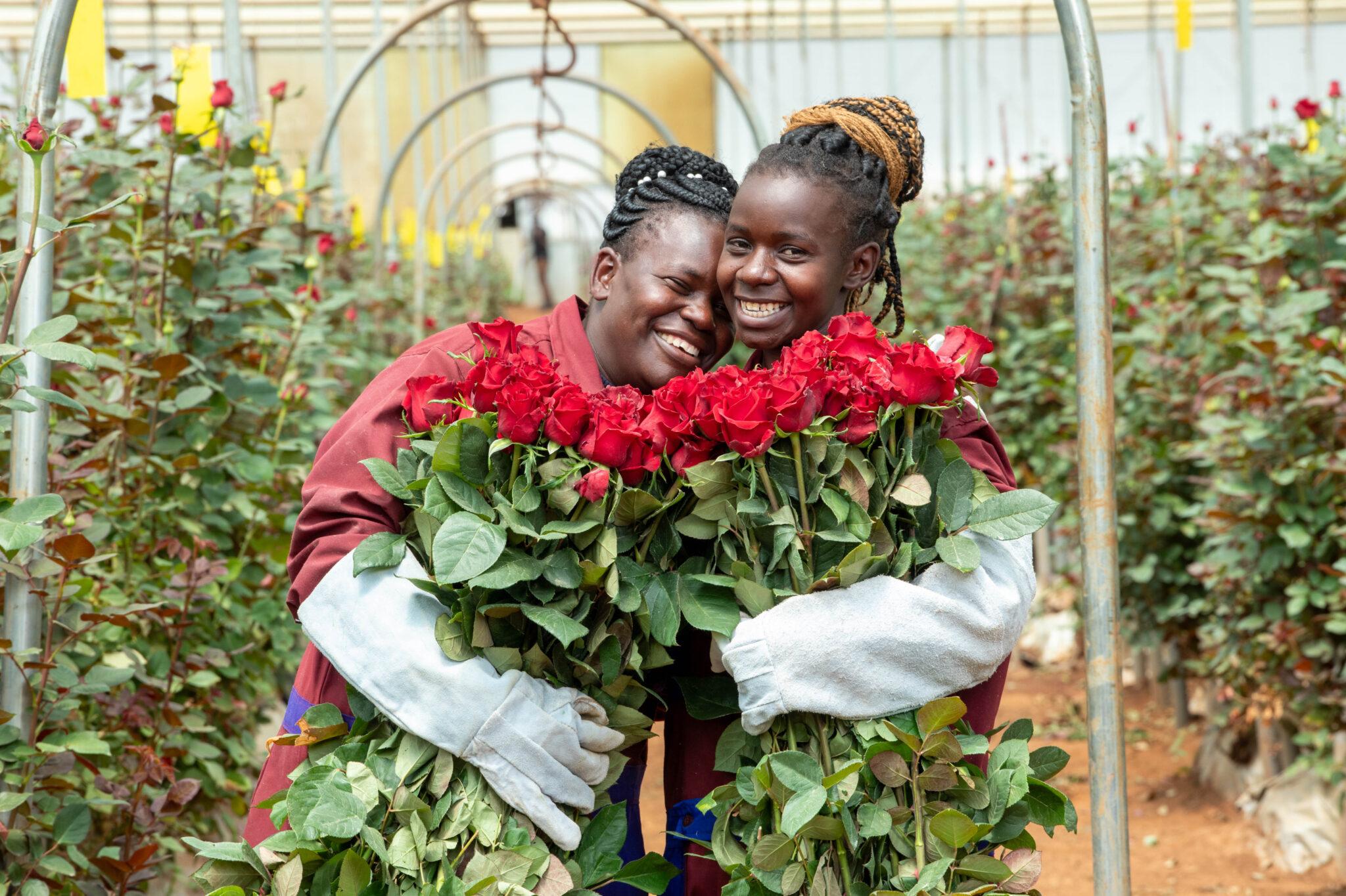 Valentine Rose Varieties Buyers Are Securing Early.